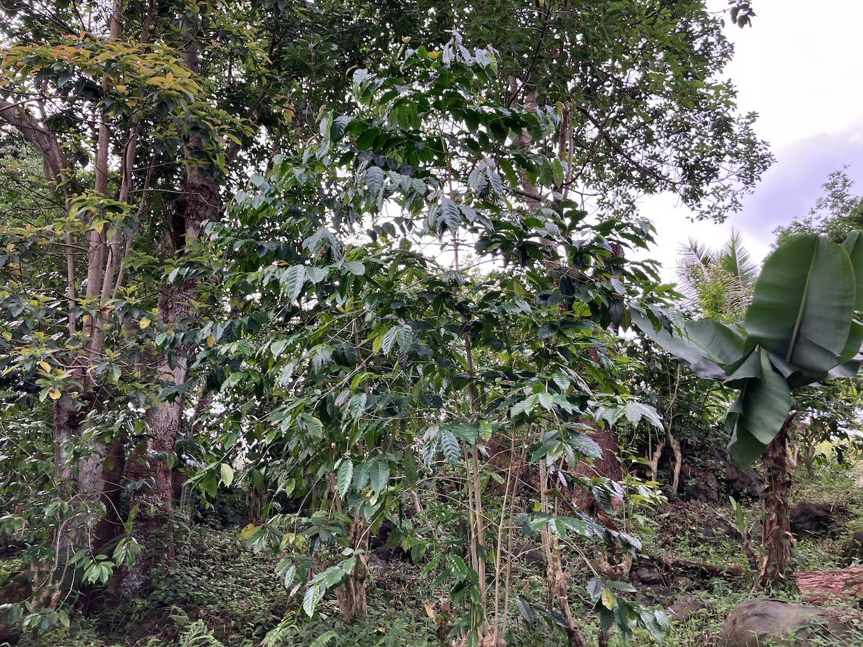 Kona Coffee Farmers Rebuilding After Quake Takes Out Water Systems